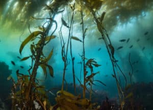 Seaforestation - Ocean Wise