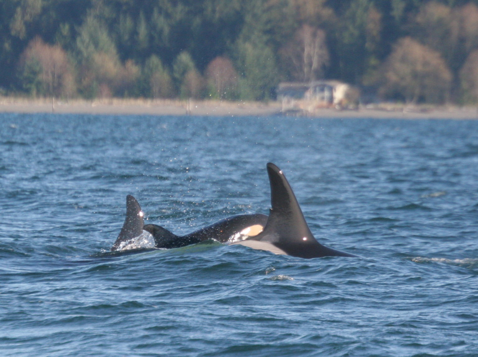 Killer Whale Culture: From Matrilines to Mating Rituals - Ocean Wise