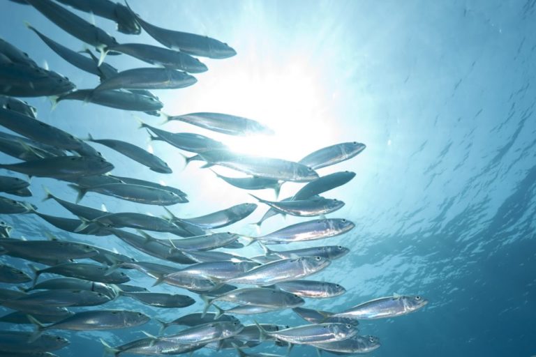 Learn & Explore - Ocean Wise