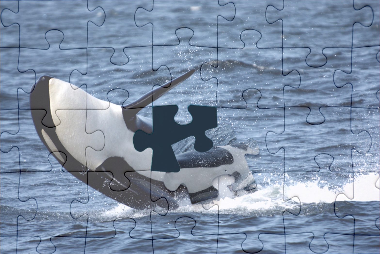 DNA: A Key piece in the puzzle of Killer Whale Conservation - Ocean Wise