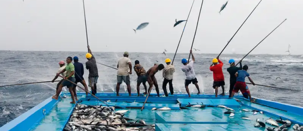 Ocean Wise Explains: Wild Capture Fishery Recommendations - Ocean Wise
