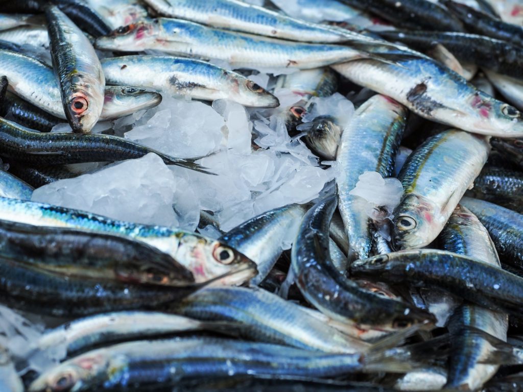 Defining Waste in Fisheries Part 1: Harvest Waste - Ocean Wise
