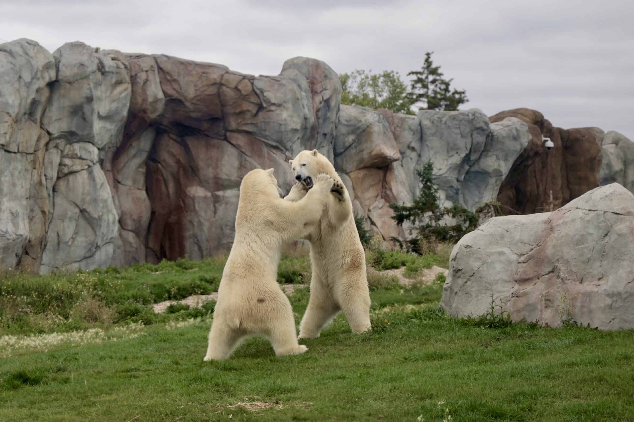 Direct Action Placement At The Assiniboine Park And Zoo - Ocean Wise