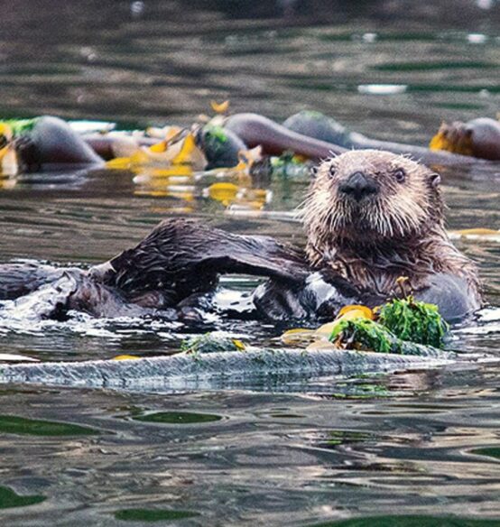 Identification Guides - Ocean Wise