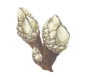 Different and Delicious: Get Adventurous with Unique Invertebrates ...