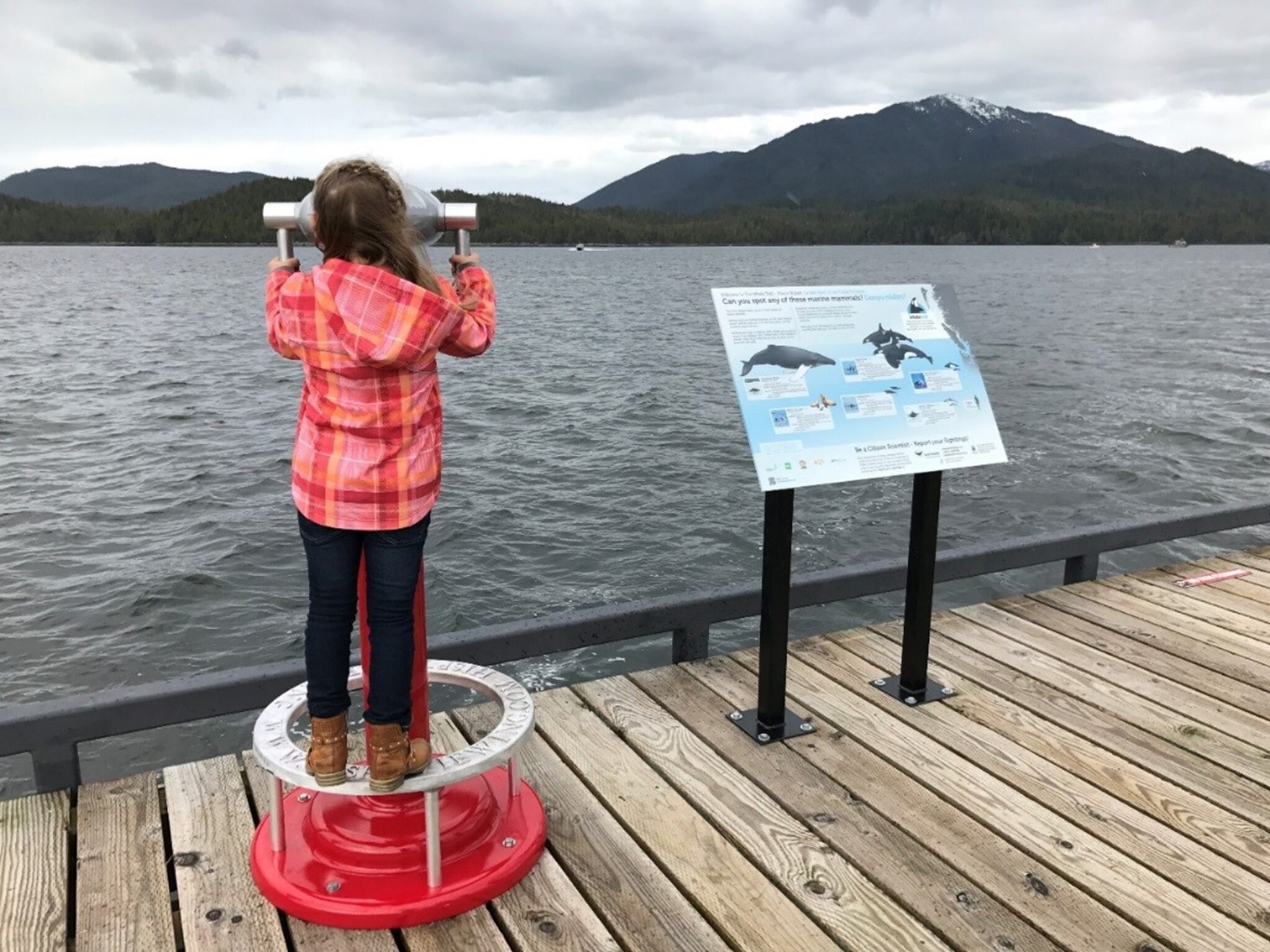 Killer Whale Culture: From Matrilines to Mating Rituals - Ocean Wise