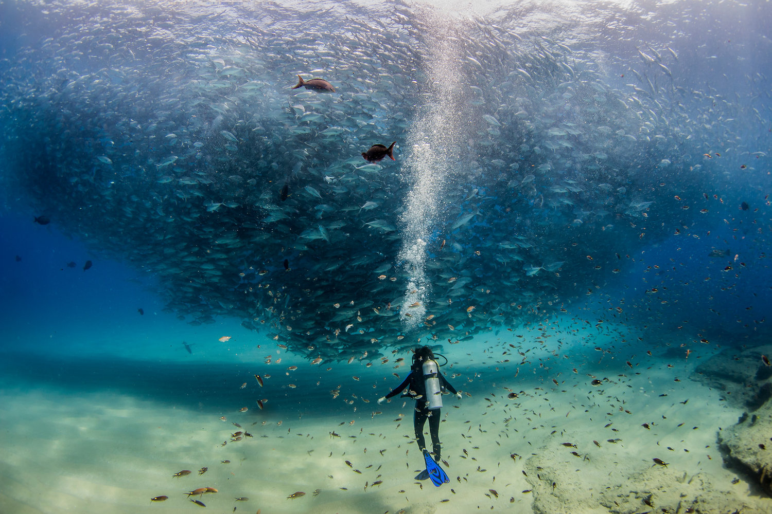 Learn & Explore - Ocean Wise