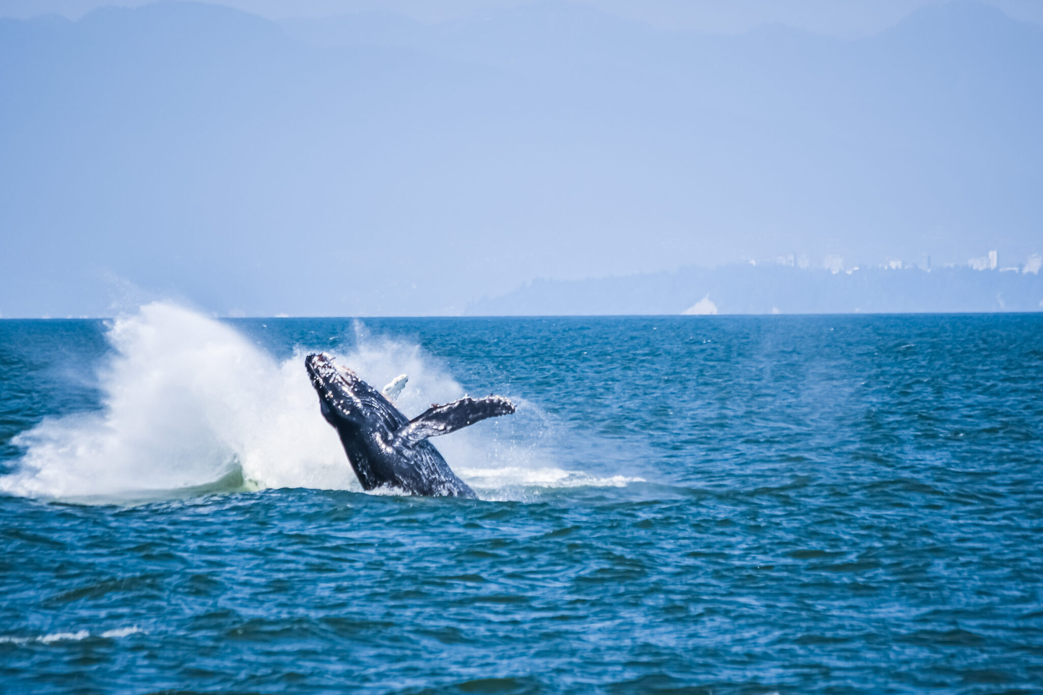 Whale Report Alert System - Ocean Wise