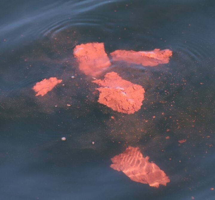 From the Field Blog #2 “It’s all in the genes - Using Environmental DNA ...