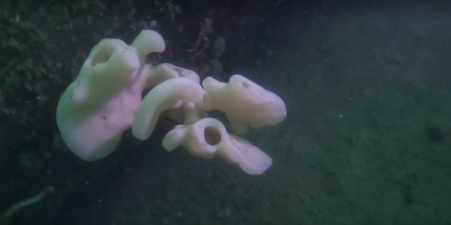 Howe Sound Scuba Survey - Ocean Wise