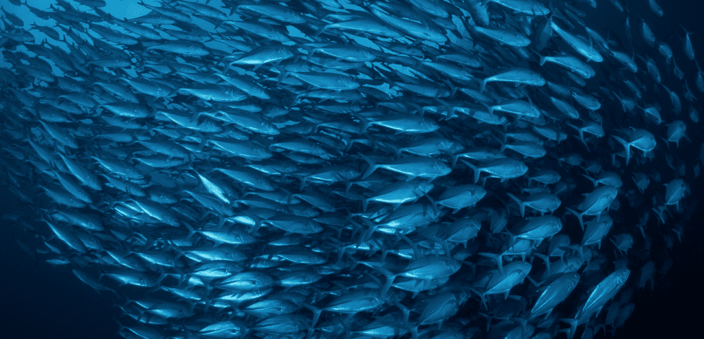 RAPSTA Expands Ocean Wise Seafood Options - Ocean Wise