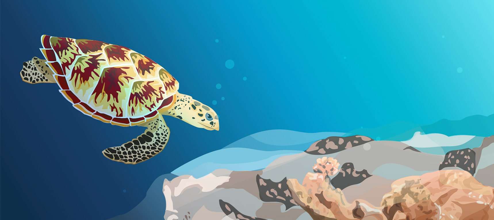 Kit éducatif sur les espèces en péril - Ocean Wise