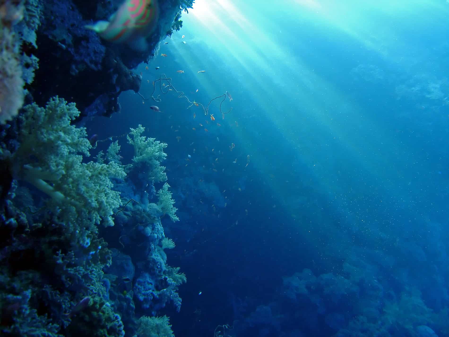 Be Ocean Wise - Ocean Wise