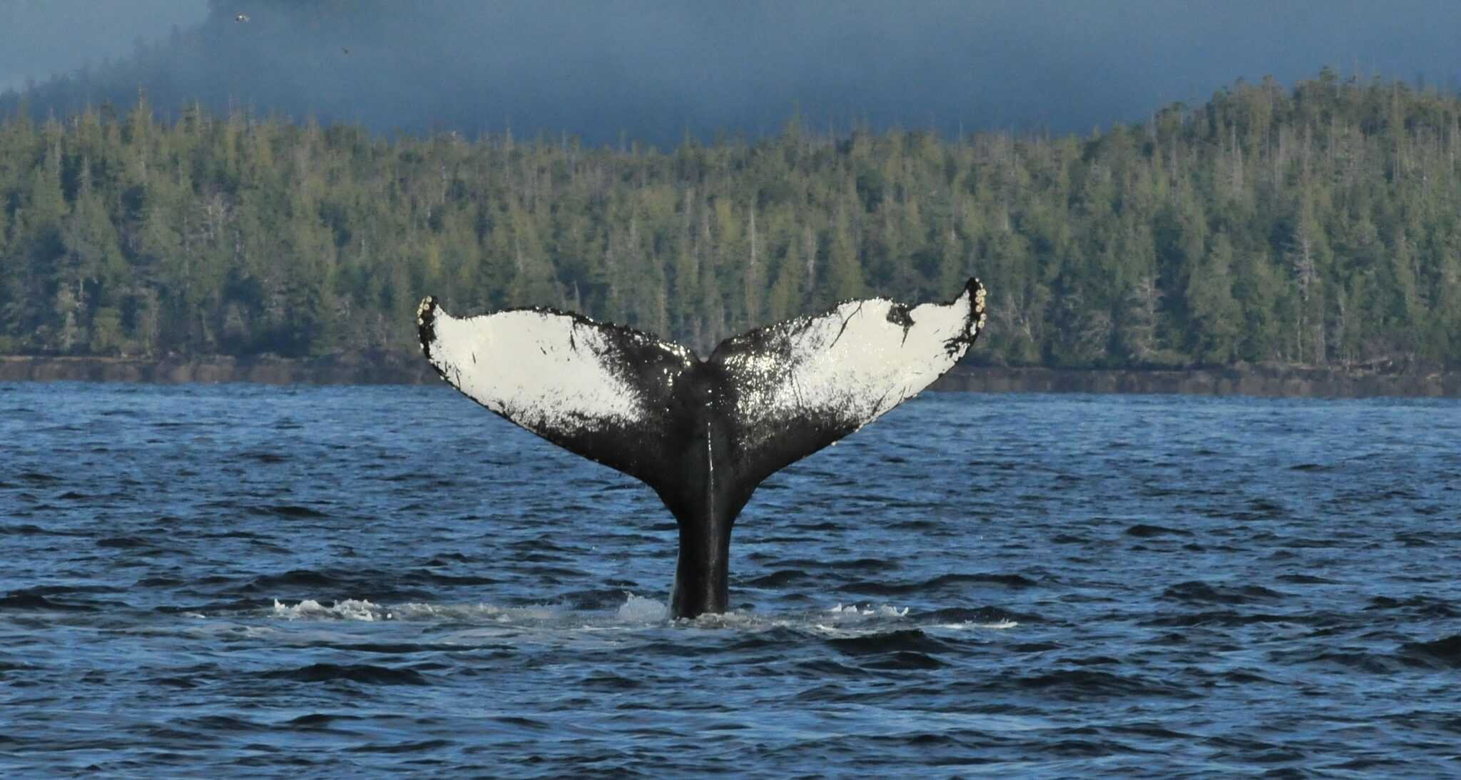 Ocean Wise Naturalist Night Sidney - Ocean Wise