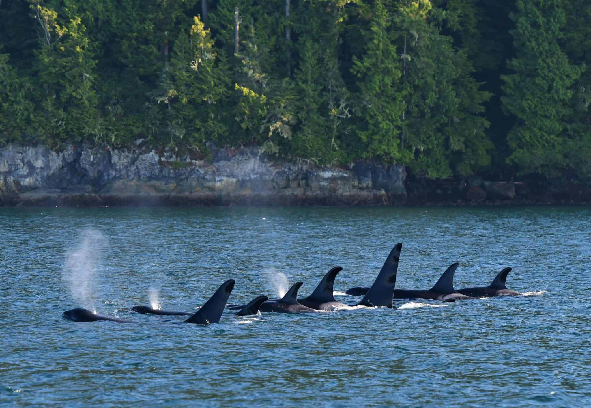 Ocean Wise research reveals high contaminant levels in marine sediment ...