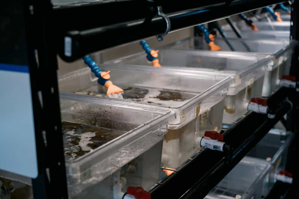 Ocean Wise Launches Kelp Nursery to Restore Vital Ocean Habitats ...