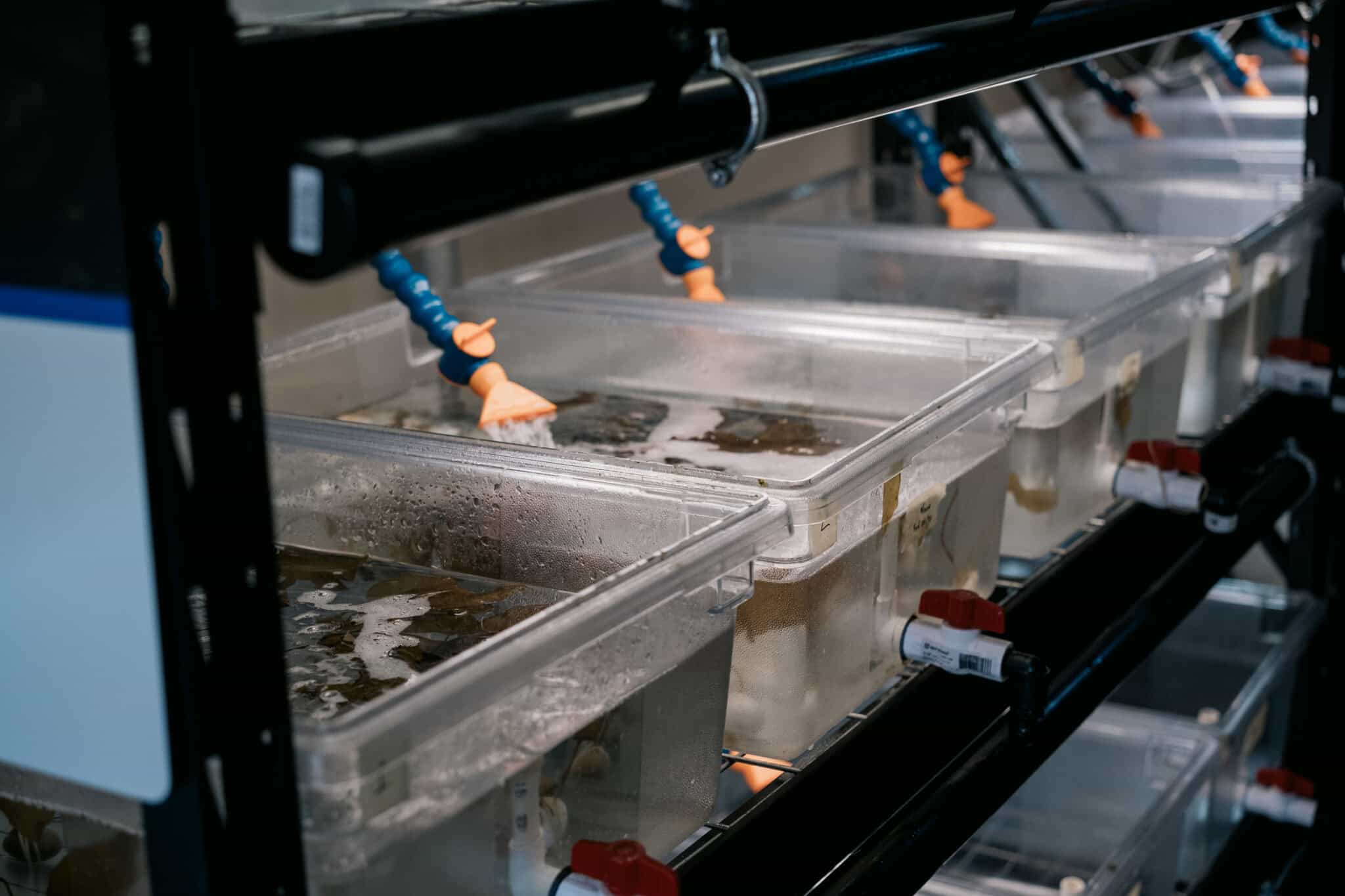 Ocean Wise Launches Kelp Nursery to Restore Vital Ocean Habitats ...