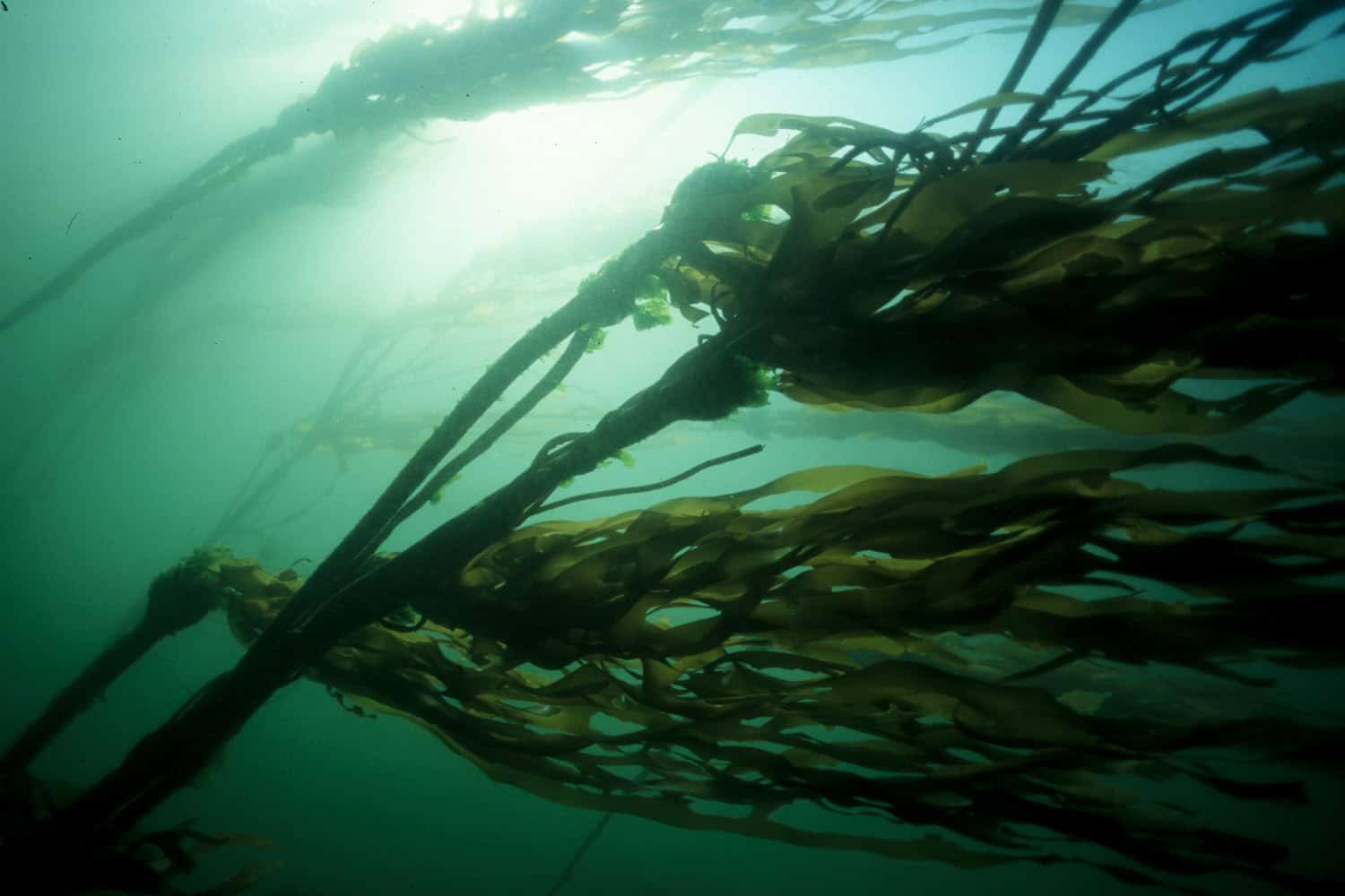 Piloting kelp regeneration with Metlakatla Development Corporation and ...