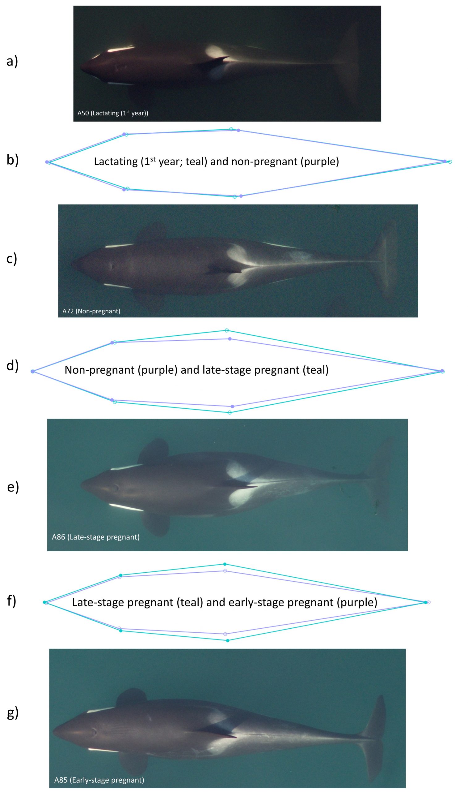 drone images to detect early pregnancy in killer whales